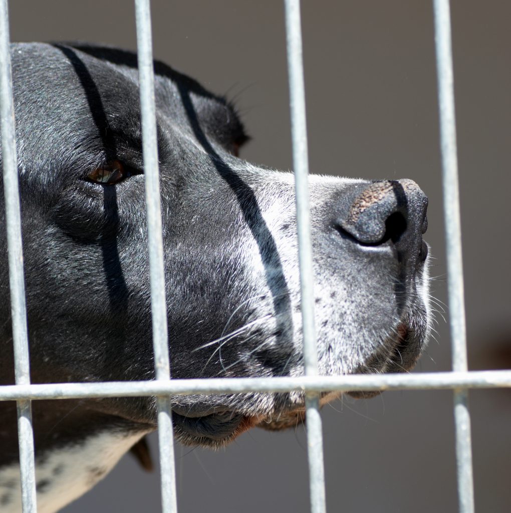 Preparing For the Arrival of Your Overseas Rescue Dog